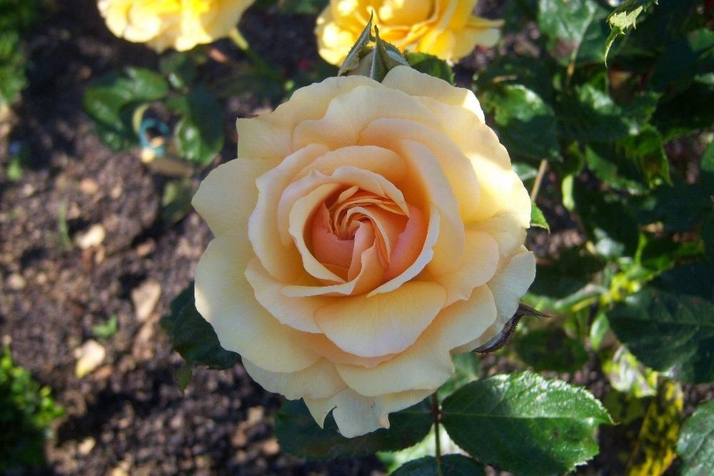 Photo of the closeup of buds, sepals and receptacles of Floribunda Rose ...