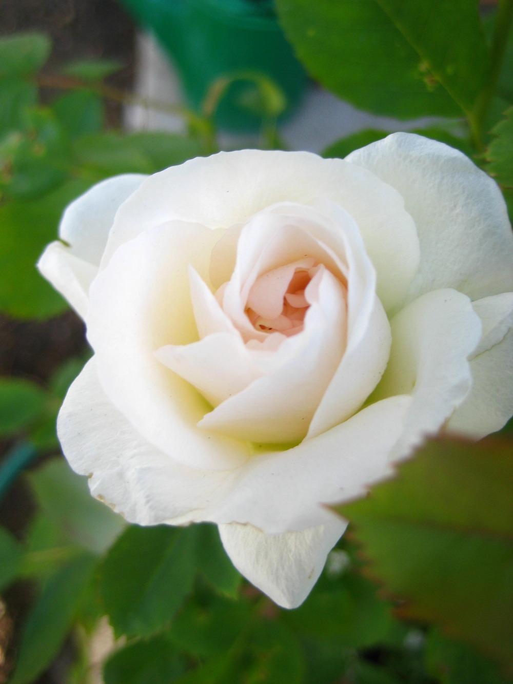 Rose (Rosa 'Prairie Snowdrift') in the Roses Database - Garden.org