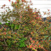 The Main Plant entry for Rhododendrons (Rhododendron) - Garden.org