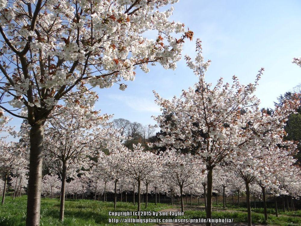 Photo of the entire plant of Japanese Flowering Cherry (Prunus ...