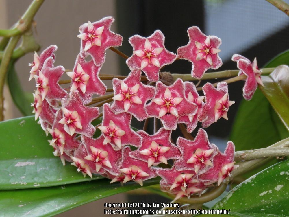 Hoyas: Plant Care and Collection of Varieties - Garden.org