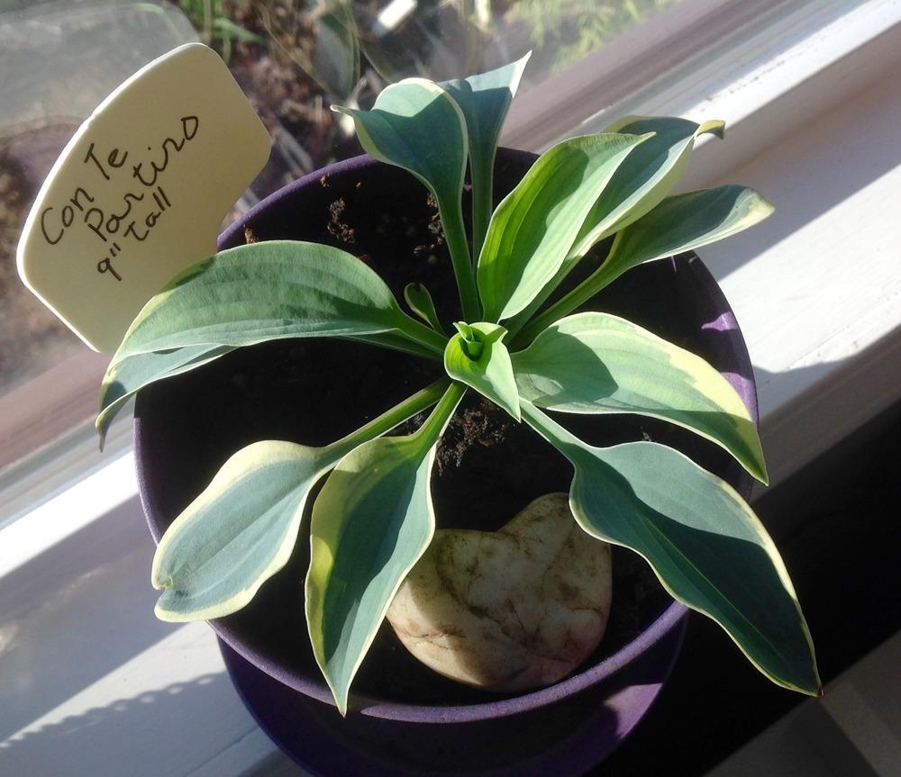 Hosta 'Con Te Partiro' in the Hostas Database - Garden.org