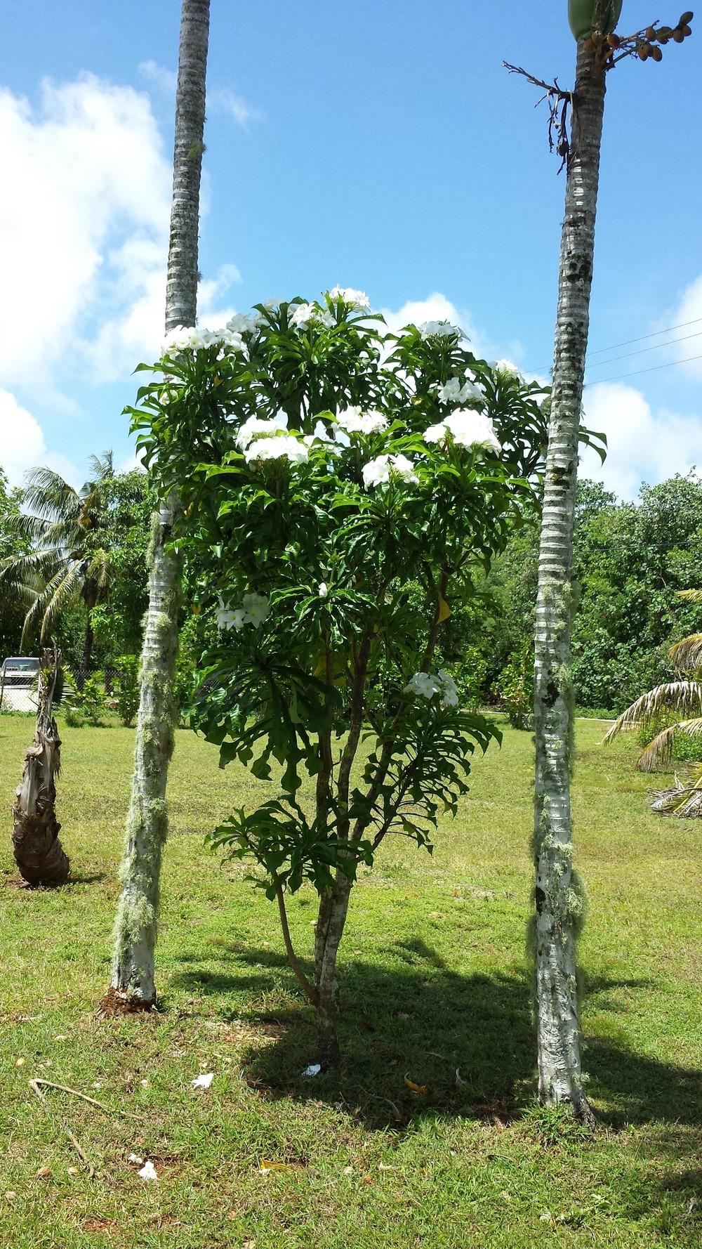 Photo of the entire plant of Bridal Bouquet (Plumeria pudica) posted by ...