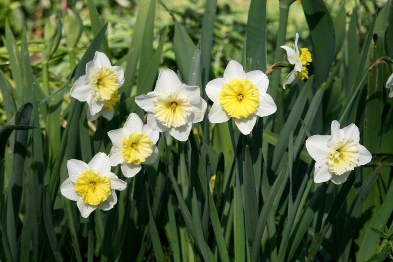 Photo of the entire plant of Large-Cupped Daffodil (Narcissus 'Ice ...