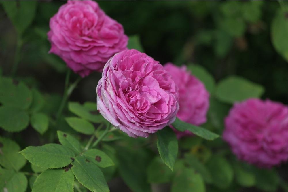 Rose (Rosa 'Antoine Mouton') in the Roses Database - Garden.org