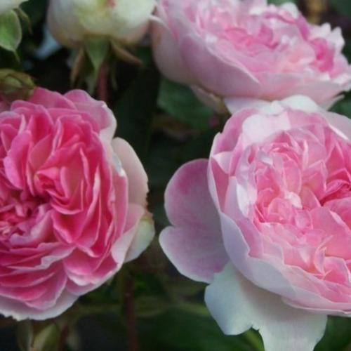 Rose (Rosa 'Aristide Briand') in the Roses Database - Garden.org