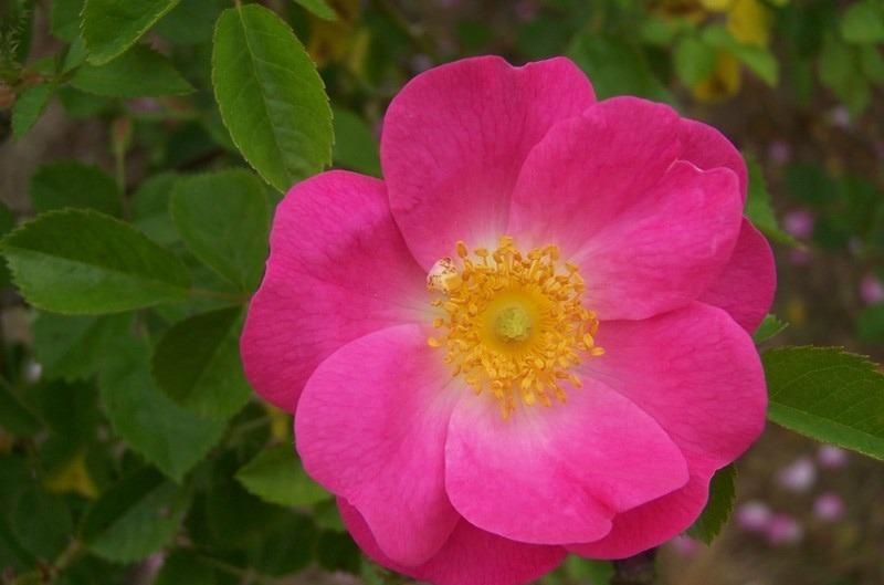 Rose (Rosa 'Anne of Geierstein') in the Roses Database - Garden.org