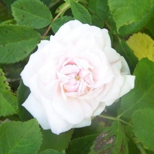 Rose (Rosa 'Antonia d'Ormois') in the Roses Database - Garden.org