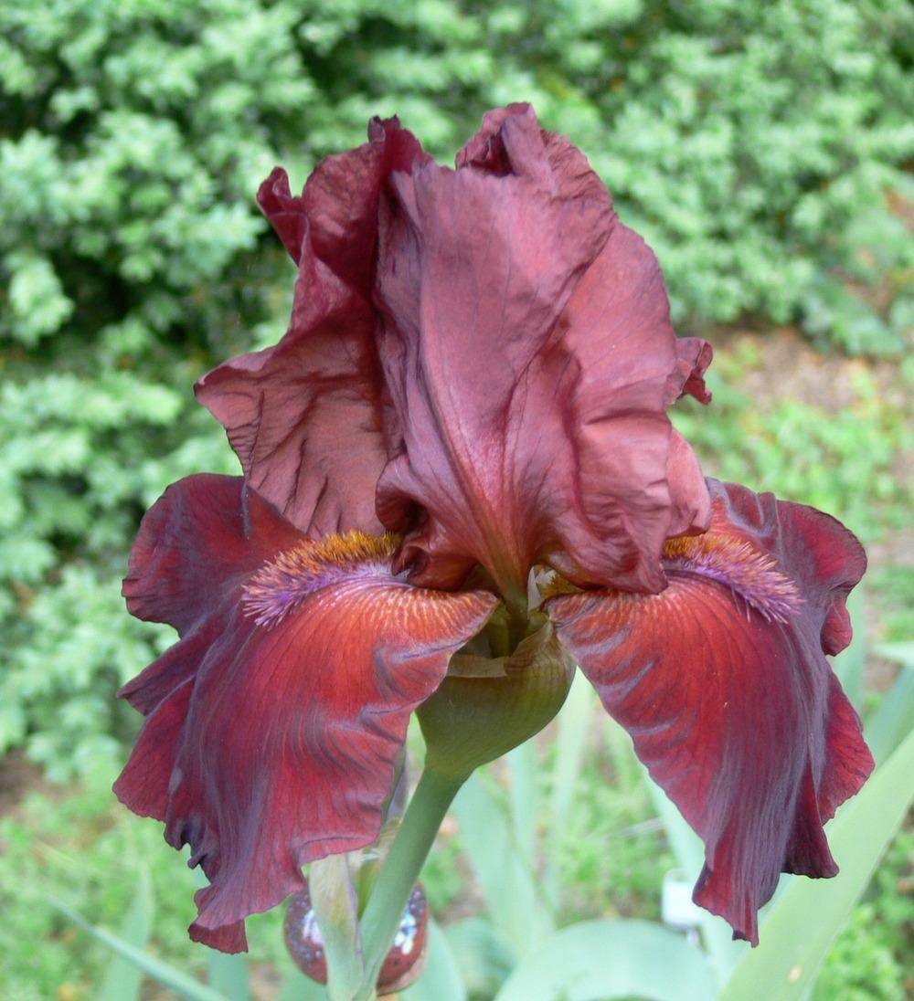 Photo of the bloom of Tall Bearded Iris (Iris 'Cracklin Burgundy') posted by janwax - Garden.org