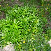 Photo of the leaves of Asiatic Lily (Lilium 'Firestar') posted by ...