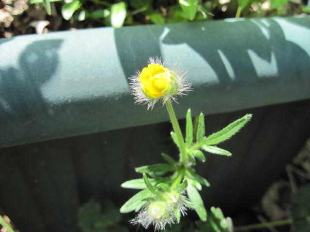 Western Buttercup (Ranunculus occidentalis) - Garden.org