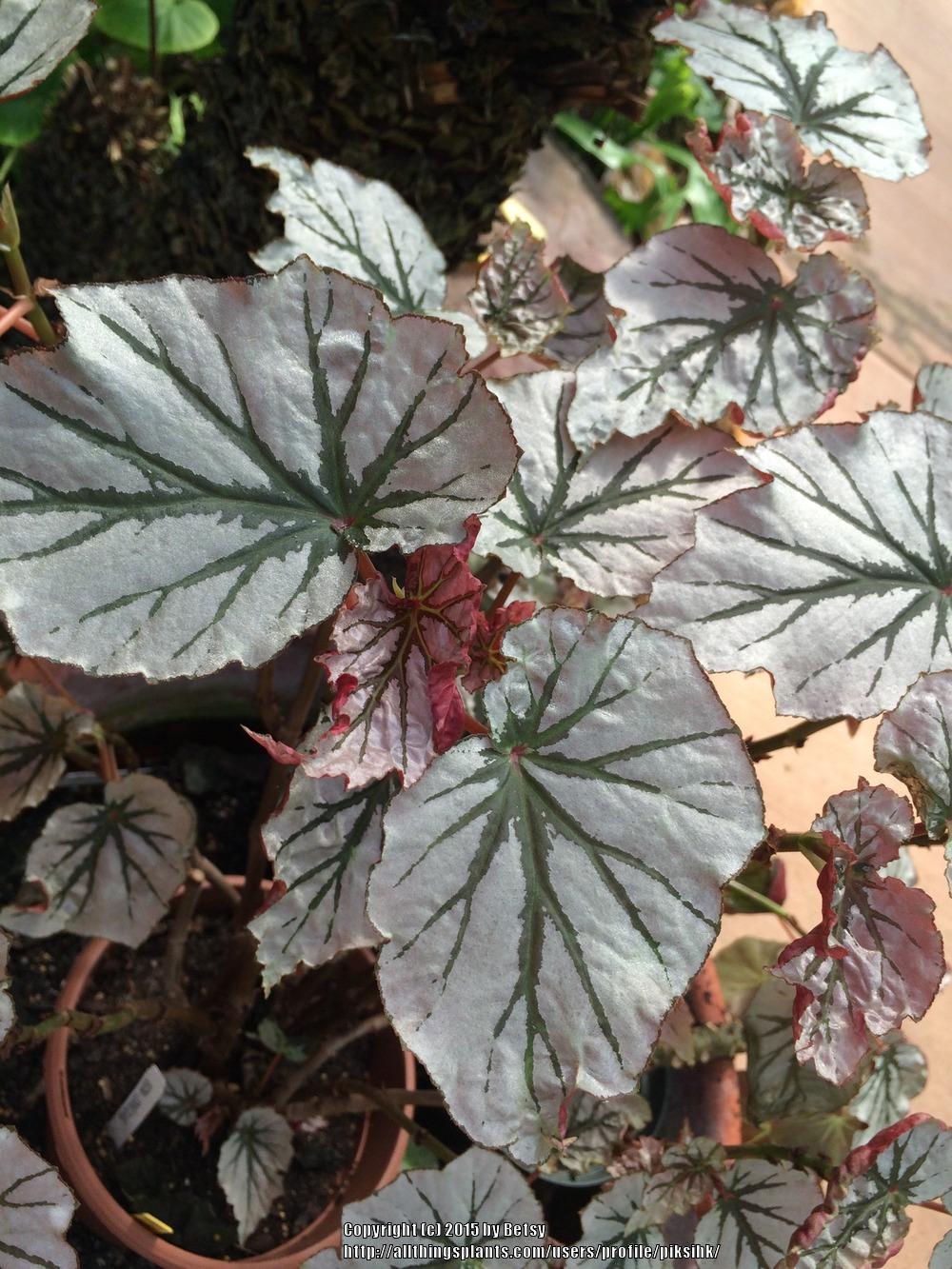 Photo of the leaves of Cane Begonia (Begonia 'Looking Glass') posted by ...