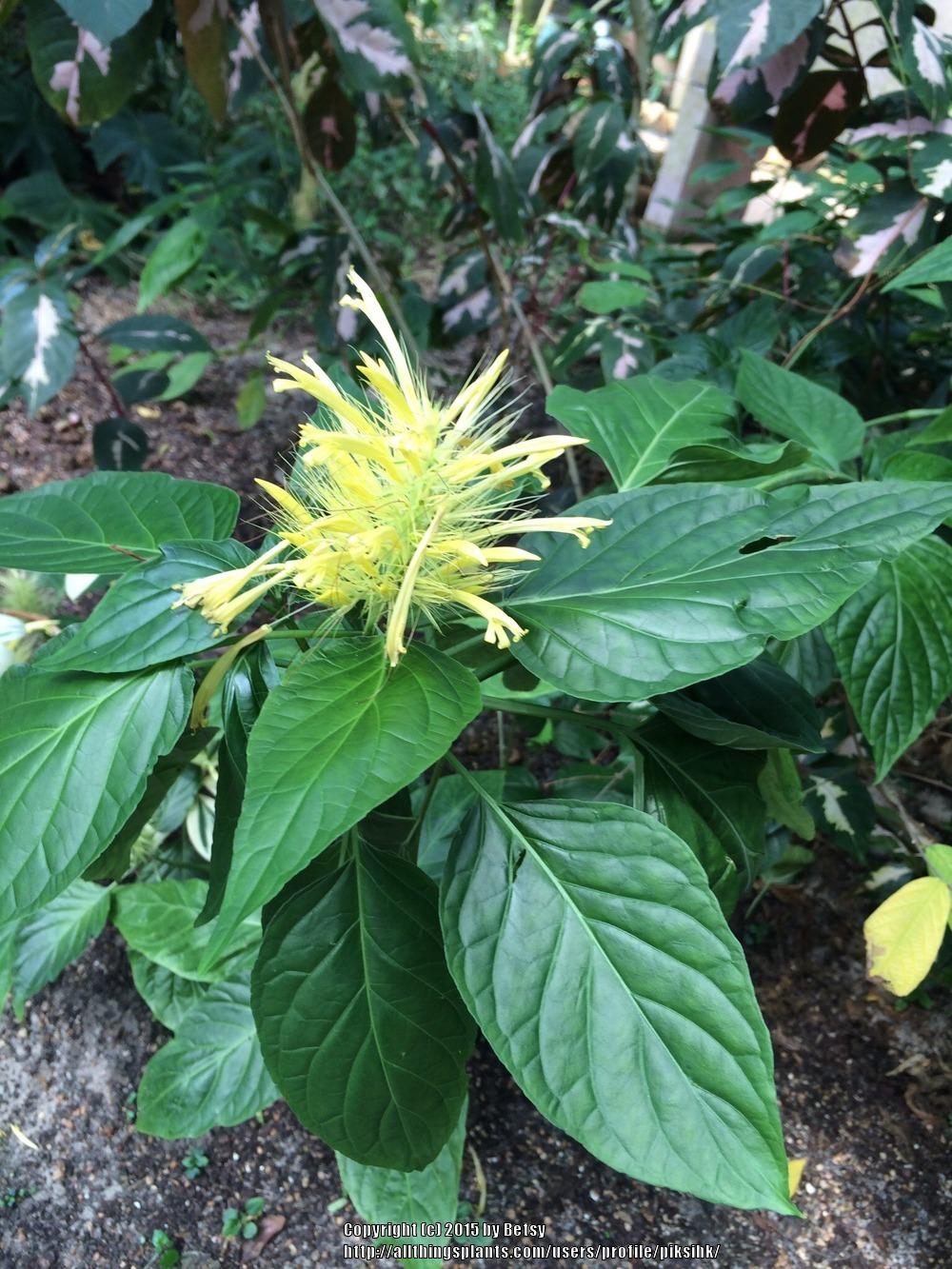 Photo of the entire plant of Yellow Jacobinia (Justicia aurea) posted ...