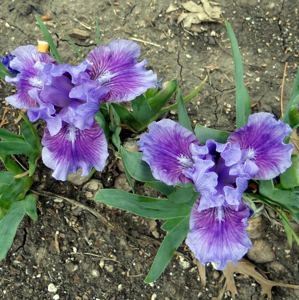 Standard Dwarf Bearded Iris (Iris 'Lavender Lynx') in the Irises ...