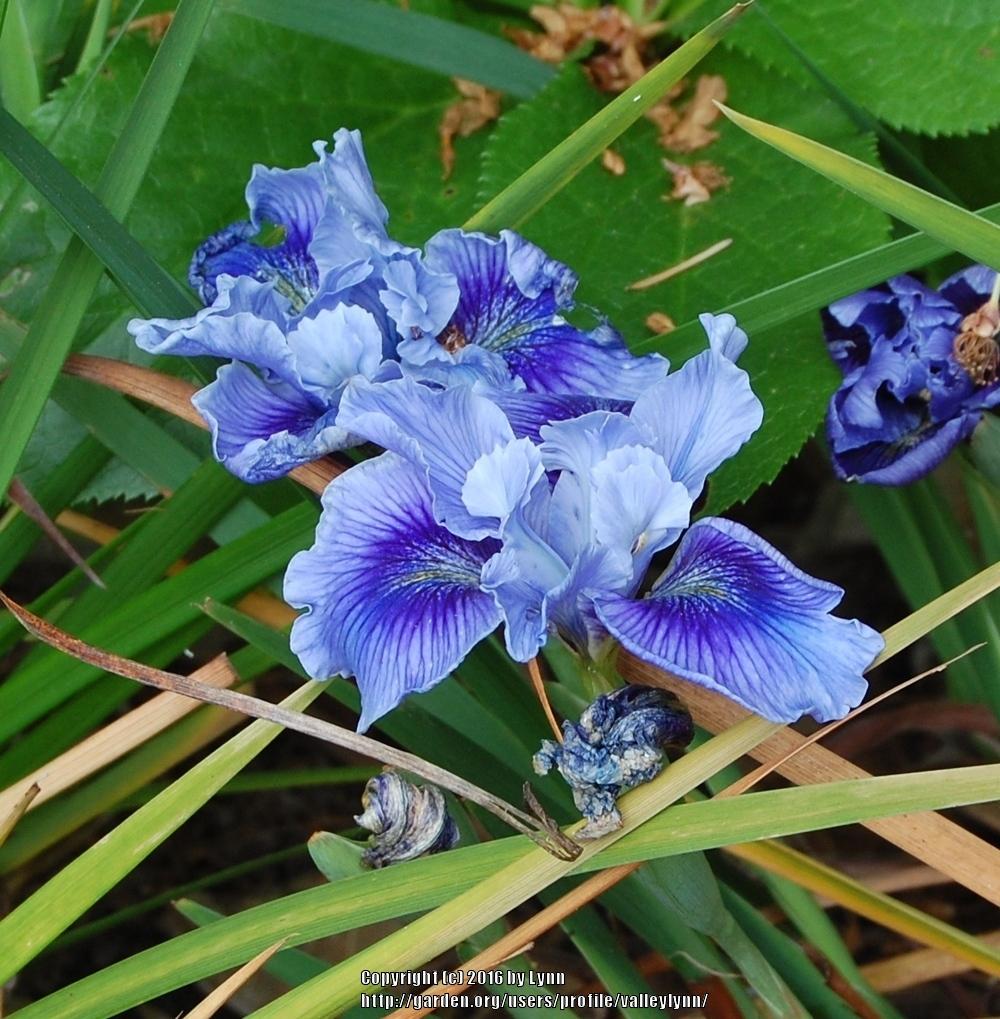 Pacific Coast Iris (Iris 'Blue Plate Special') in the Irises Database ...