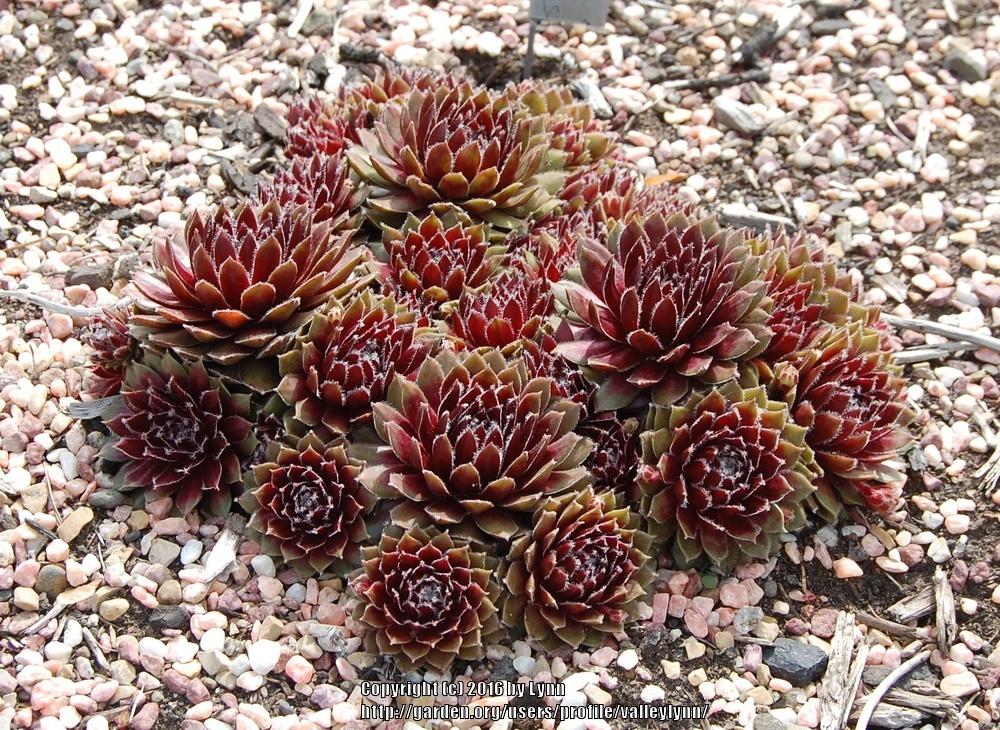 Photo of the entire plant of Hen and Chicks (Sempervivum 'Pacific ...