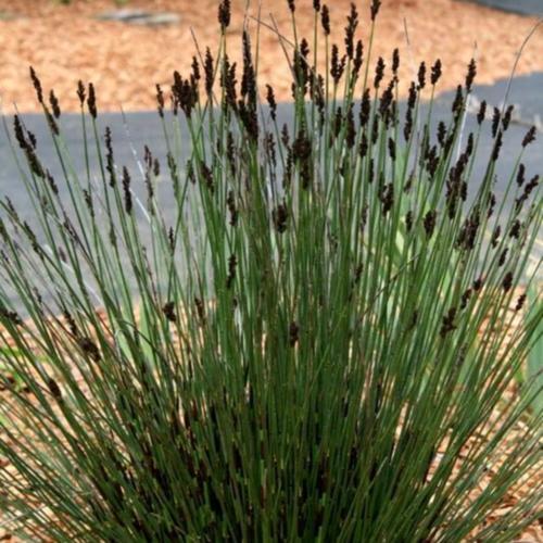 Small Cape Rush (Elegia tectorum) - Garden.org