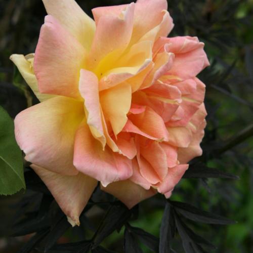 Rose (Rosa 'Helen Hayes') in the Roses Database - Garden.org