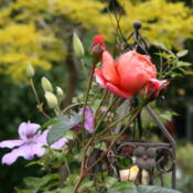 Photo of the bloom of Rose (Rosa 'Summer Song') posted by cliftoncat ...