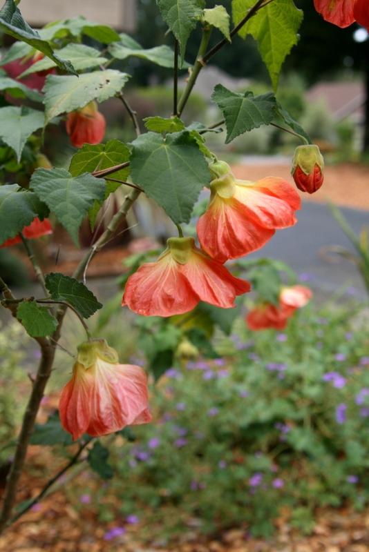 Abutilons: Plant Care and Collection of Varieties - Garden.org