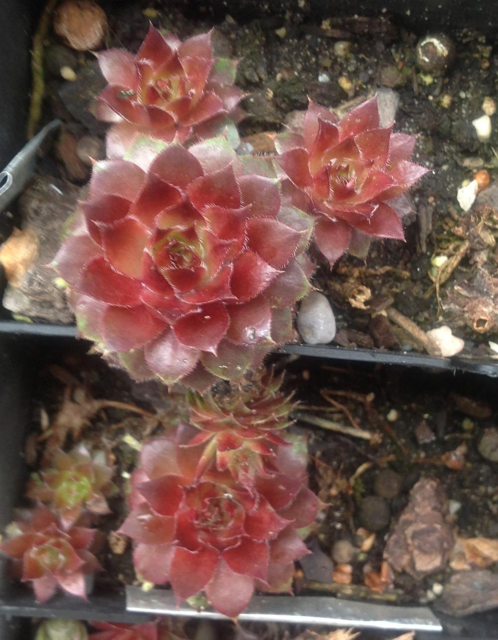 Photo of the entire plant of Hen and Chicks (Sempervivum 'Red Robin ...
