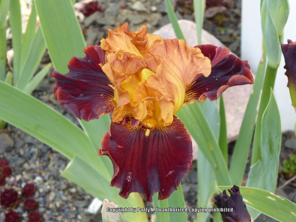Photo of the bloom of Tall Bearded Iris (Iris 'Solar Fire') posted by Patty - Garden.org