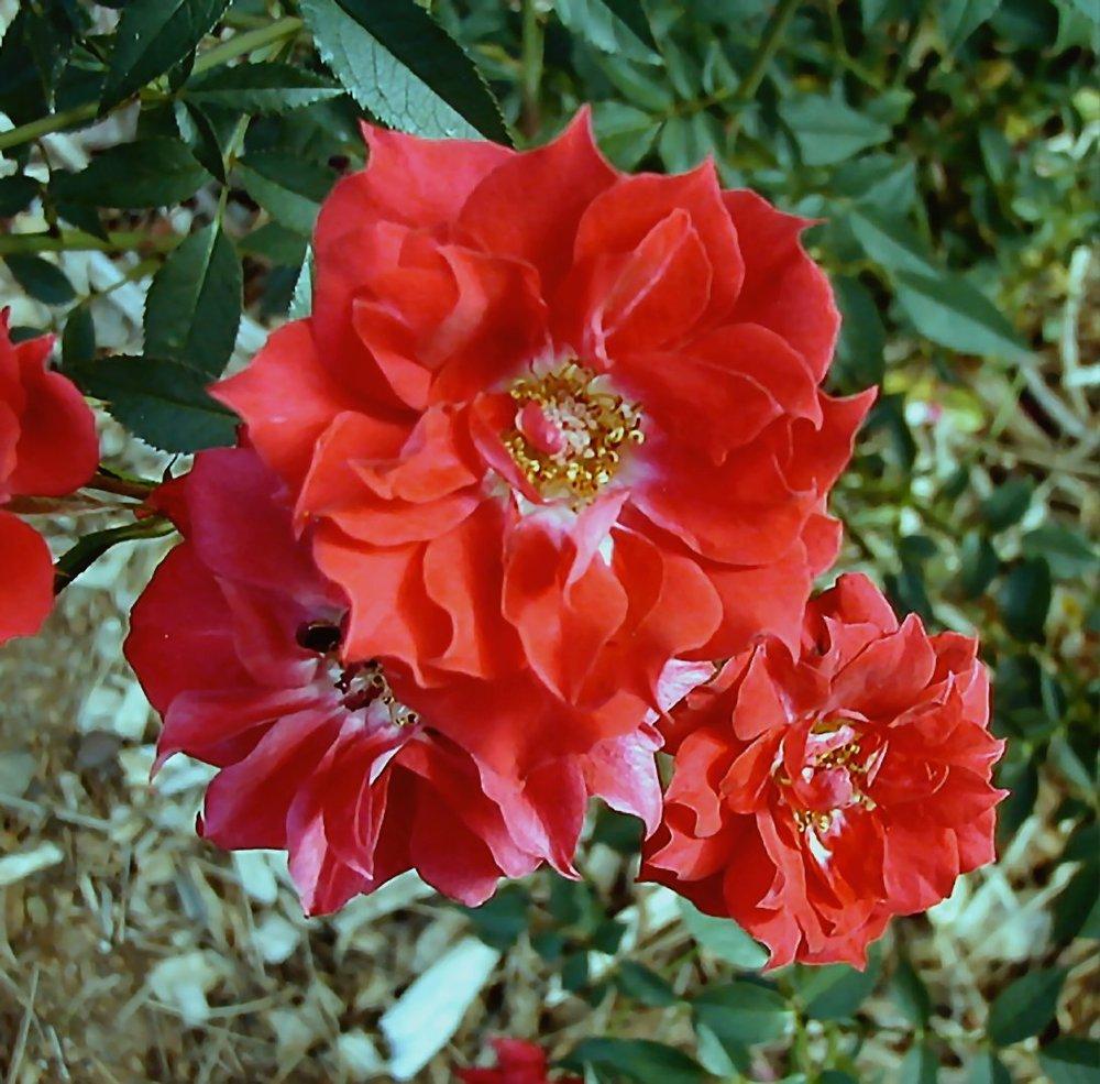 Rose (Rosa 'Beauty Secret') in the Roses Database - Garden.org