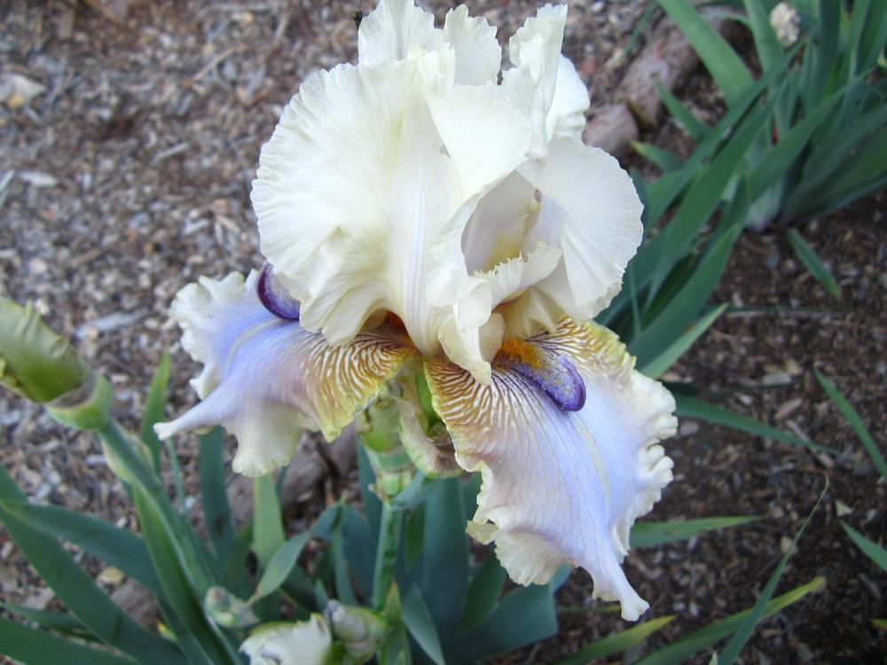 Tall Bearded Iris (Iris 'Devil David') in the Irises Database - Garden.org