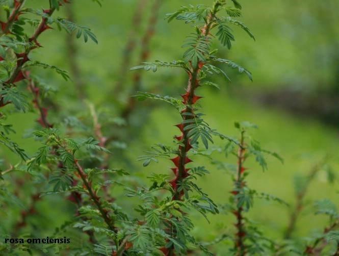 Photo of the emerging growth of Wingthorn Rose (Rosa omeiensis) posted ...