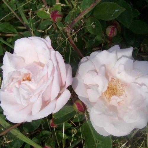 Rose (Rosa 'Splendens') in the Roses Database - Garden.org