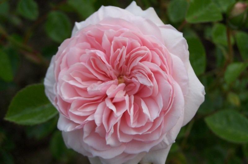 Photo of the bloom of Rose (Rosa 'Awakening') posted by admin - Garden.org