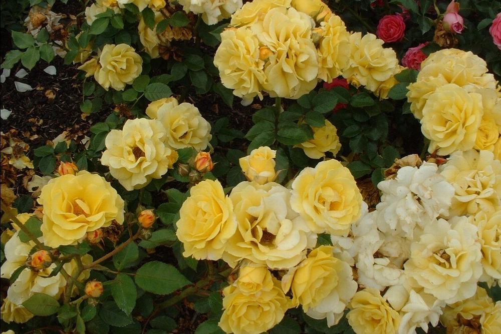 Rose (Rosa 'Atlantis Palace') in the Roses Database - Garden.org