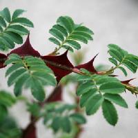 Photo of the thorns, spines, prickles or teeth of Wingthorn Rose (Rosa ...