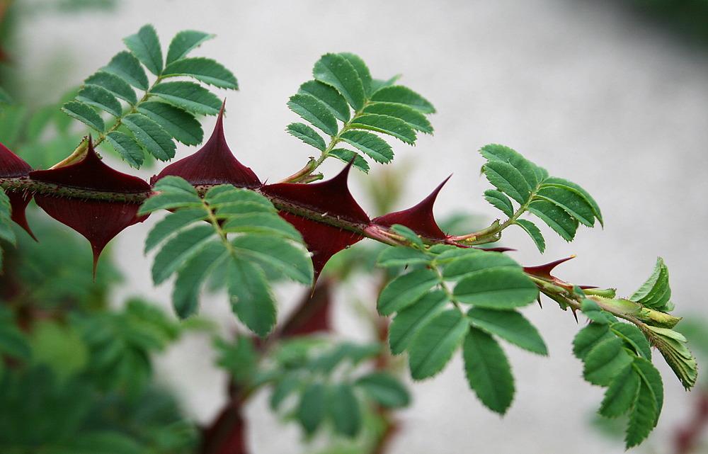 Photo of the thorns, spines, prickles or teeth of Wingthorn Rose (Rosa ...