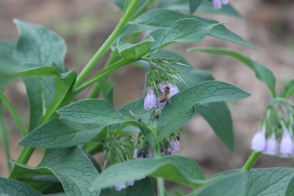 Photo of the bloom of Russian Comfrey (Symphytum x uplandicum 'Bocking ...