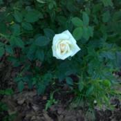 Rose (Rosa 'Innocence') in the Roses Database - Garden.org