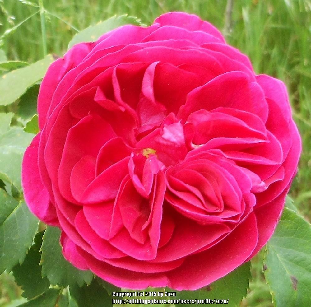 Rose (Rosa 'Prince Camille de Rohan') in the Roses Database - Garden.org