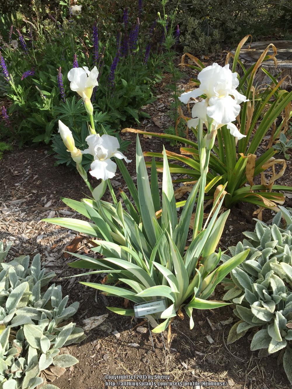 Photo of the entire plant of Border Bearded Iris (Iris 'Striped ...