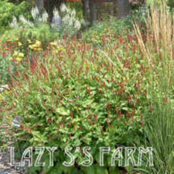 Photo of the bloom of Mountain Fleece (Bistorta amplexicaulis 'Firetail ...