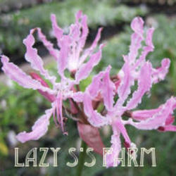 Nerine (Nerine undulata) in the Cape Lilies Database - Garden.org
