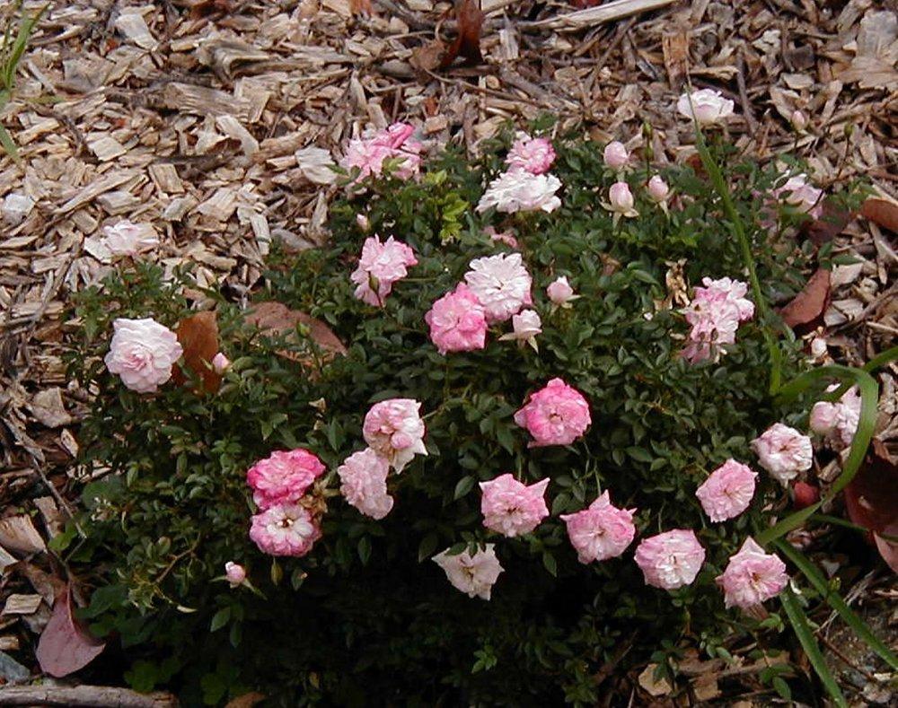 Photo of the entire plant of Rose (Rosa 'Cinderella') posted by ...