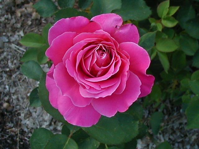 Rose Identification in the Roses forum - Garden.org