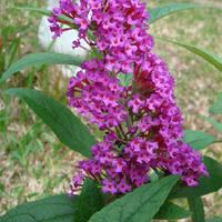 Butterfly Bush (Buddleja Buzz™ Magenta Improved) in the Butterfly ...