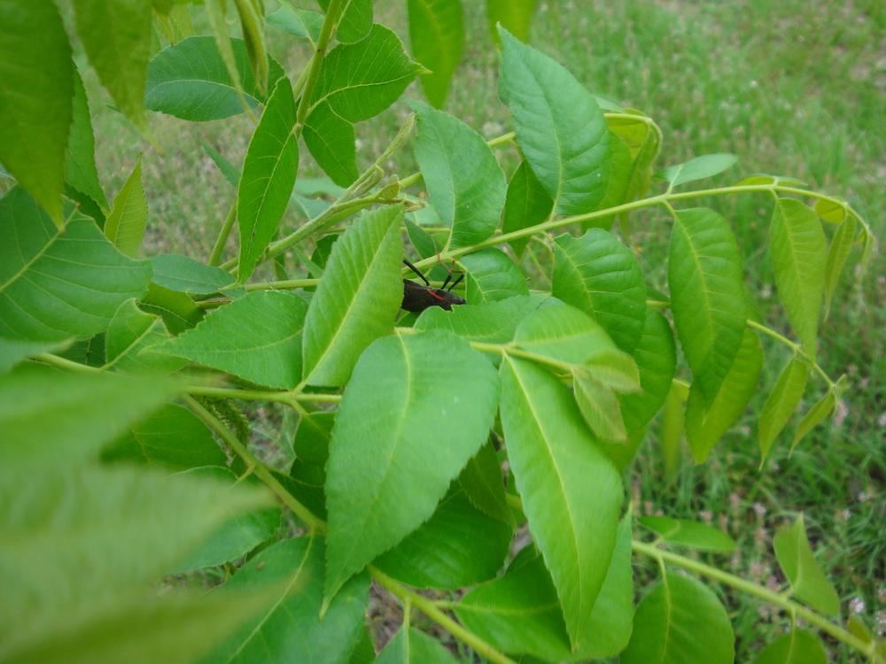 Photo of the leaves of Northern Pecan (Carya illinoinensis 'Desirable ...