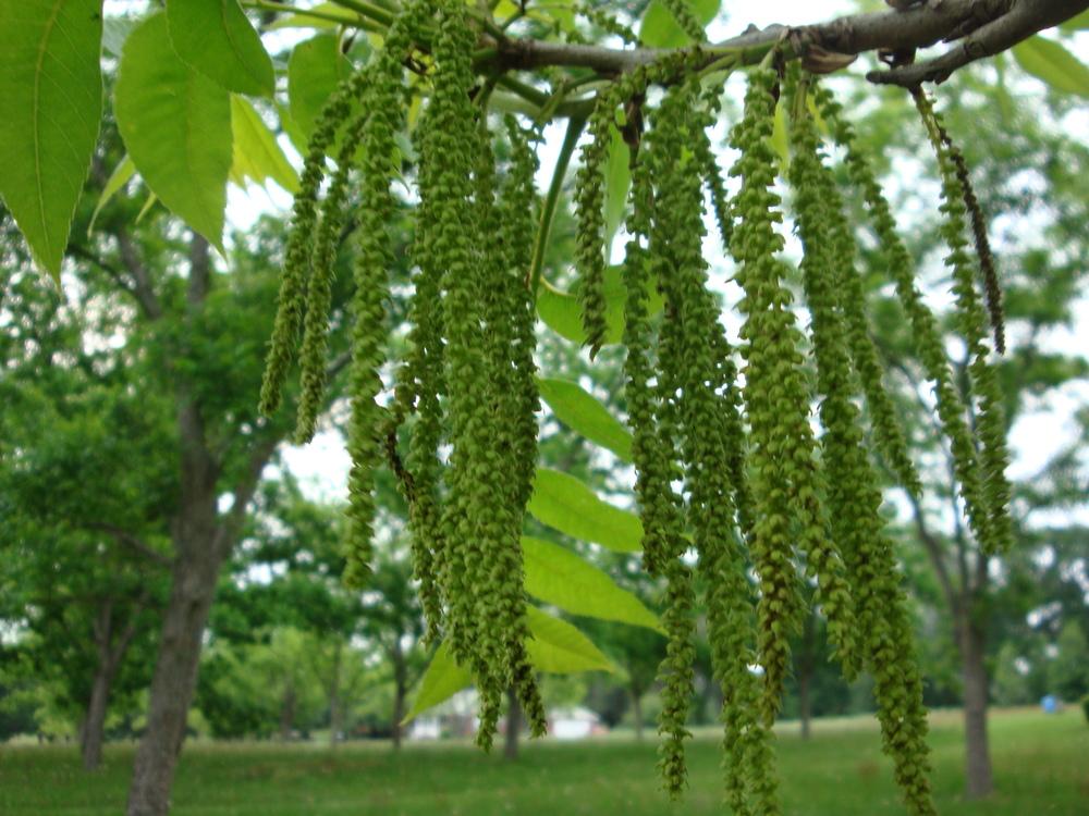 Northern Pecan (Carya illinoinensis 'Mohawk') in the Pecans Database ...