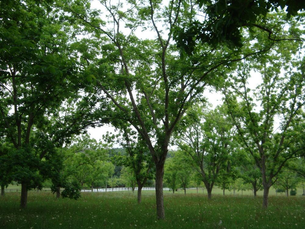 Northern Pecan (Carya illinoinensis 'Desirable') in the Pecans Database ...