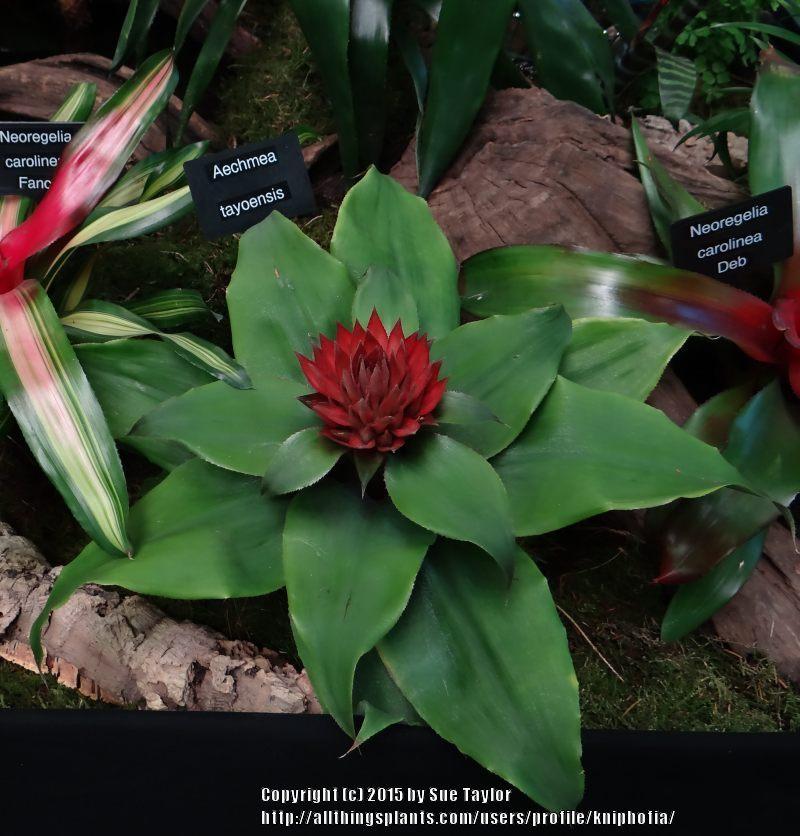 Photo of the entire plant of Bromeliad (Aechmea tayoensis) posted by ...