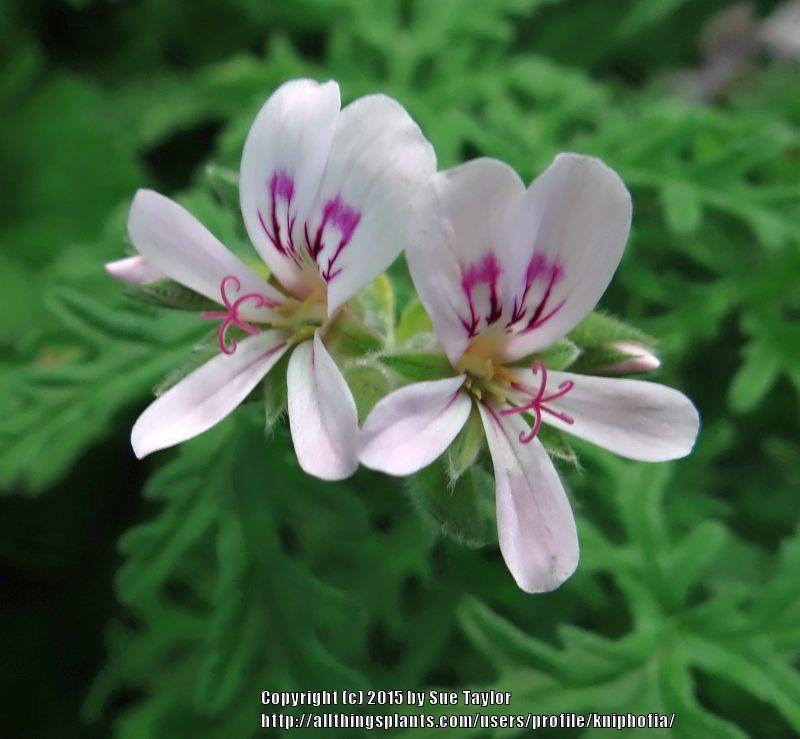 Scented Geranium (Pelargonium 'Candy Dancer') in the Pelargoniums ...