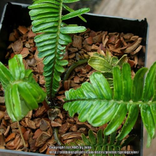 Pteridophyllum racemosum - Garden.org