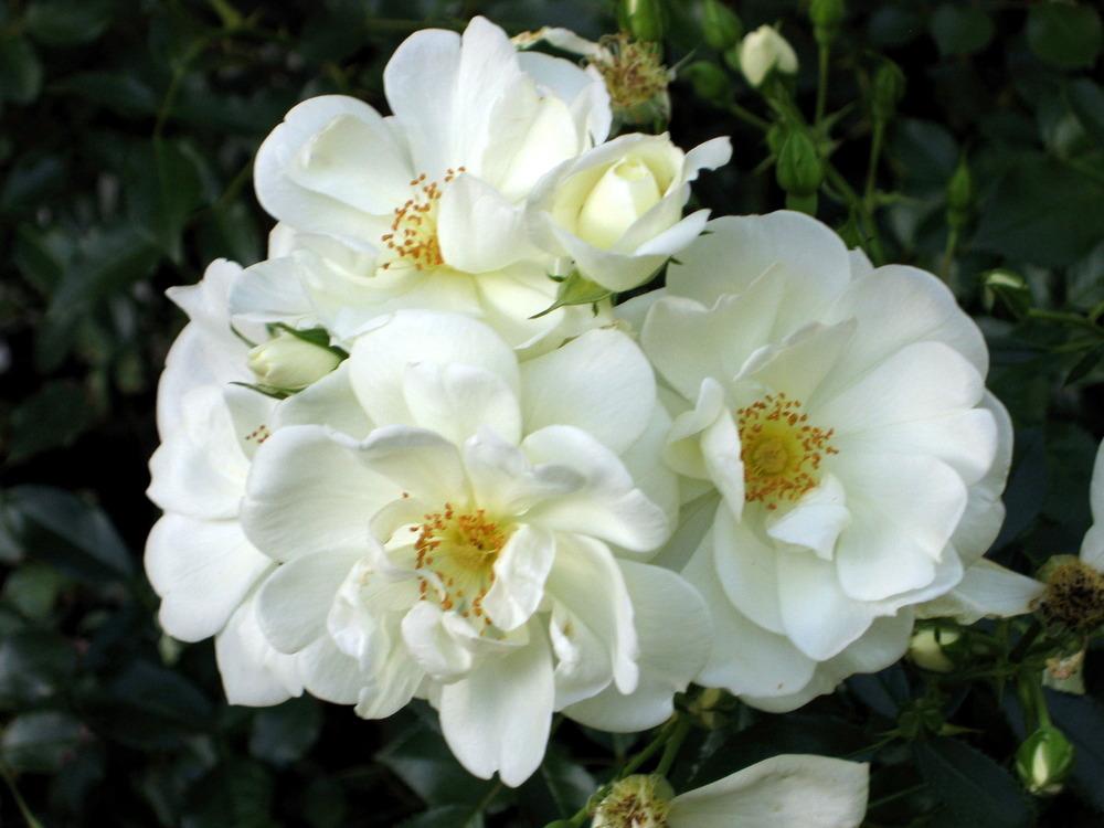 Rose (Rosa 'Alba Semi-plena') in the Roses Database - Garden.org
